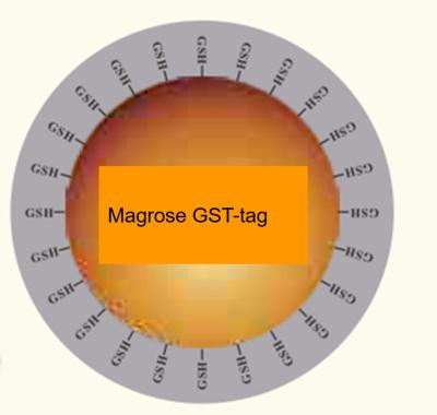China GSH Agarose Beads 30 μm 10% Volume Ratio 100 mL Protein Purification for sale
