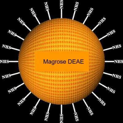 China Agarose DEAE Protein Purification Magbeads 30-150 μm 10% v/v 100 mL Weak Anion Exchange for sale