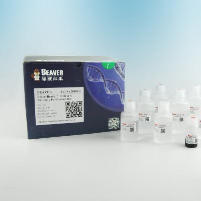 China Protein A Antibody Magnetic Beads Purification Kit - 2μm Size, 30 mg/mL Capacity, 5 mL Volume for Rapid Antibody Isolation for sale