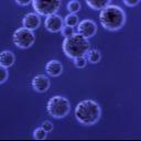 China Agrose Protein A Magnetic Beads 30-150 μm 10% Volume Ratio for Antibody Purification 500 mL for sale