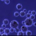 China Magrose Protein A Magnetic Beads 30-150 μm 10% Volume Ratio for Antibody Purification for sale