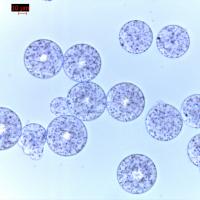 China Magrose Protein G Magnetic Beads 30-150 μm for Antibody Purification with 25-30 mg/mL IgG Binding Capacity for sale