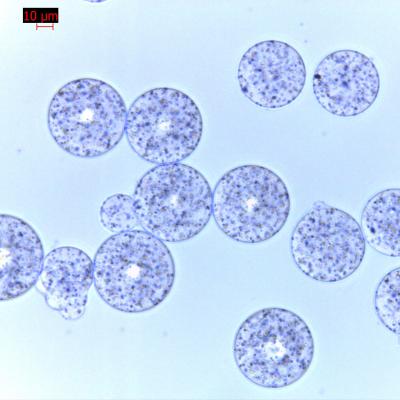 China Magrose Protein G Magnetic Beads 30-150 μm for Antibody Purification with 25-30 mg/mL IgG Binding Capacity for sale