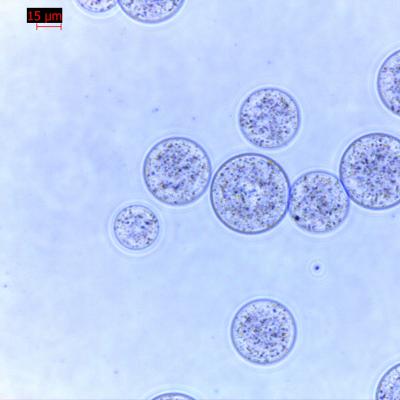 China Agrose Magnetic Beads for Protein Purification - 30-150 μm Size, 10% Volume Ratio, 25-30 mg/mL IgG Capacity for sale