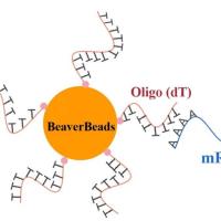 China 1mL 2.8 μm Oligo dT Magnetic Beads for mRNA Isolation and NGS Library Construction - 400 pmol/mg Concentration for sale