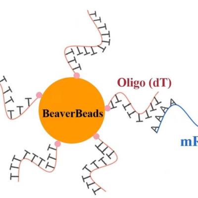 China 1mL 2.8 μm Oligo dT Magnetic Beads for mRNA Isolation and NGS Library Construction - 400 pmol/mg Concentration for sale