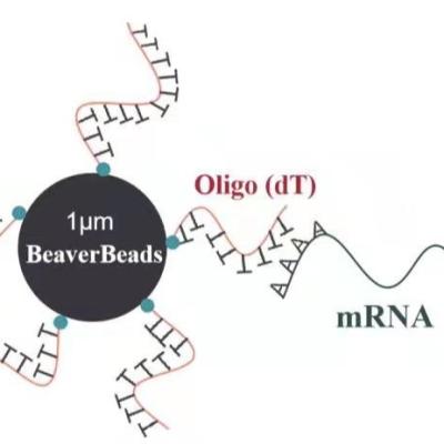 China BeaverBeads Oligo dT Magnetic Beads - 1 μm Size, 500 pmol/mg Oligo dT Content for mRNA Isolation for sale