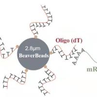 China 5 mL 2.8 μm Oligo dT Magnetic Beads for mRNA Capture - 400 pmol/mg Efficiency, 2-Year Shelf Life for sale