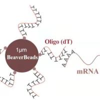 China 5 mL 1 μm Magnetic Beads Oligo dT mRNA Isolation Kit for NGS Library Construction | 500 pmol/mg Binding Capacity for sale