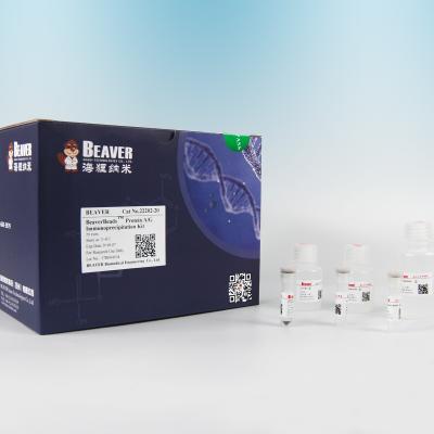 China Protein A Magnetic Beads for Immunoprecipitation - 300μg IgG Binding Capacity, 25μL Reaction Volume for sale