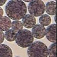 China Agarose NHS Magnetic Beads Preactivated N-Hydroxy Succinimide Nanoparticle 10-30 μm with 20% Ethanol Solution for sale