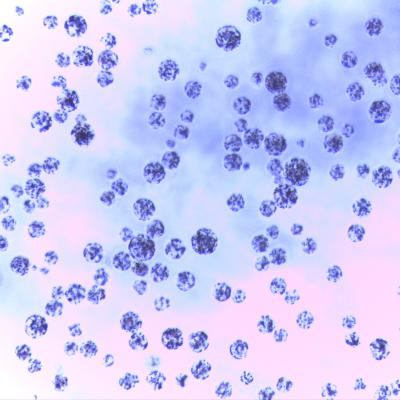 China 5 mL Magnetic Agarose Beads for Protein Purification 30-150 μm Size with 20% Volume Ratio and Superparamagnetic Properties for sale