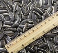 China Sunflower Seeds From Inner Mongolia Factory direct High quality T5 sunflower seeds to eat for sale