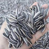 China New Crop Sunflower Seeds for Wholesale from Chinese T5 210-220 High Grade Raw 20/25kg Pp Woven Bag Packaging Sun Dried Sets for sale