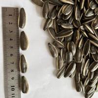 China China Inner Mongolia high quality raw sunflower seeds 363 accept OEM ODM 25kg Amazon’s best-selling products for sale