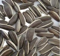 China Amazon hot sell Manufacturers wholesale a large number of sunflower seed raw materials at a cheap price for sale