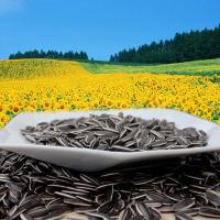 China High-quality raw materials for large sunflower seeds exported to turkey Amazon’s best-selling products for sale