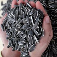 China High-quality raw materials for large sunflower seeds exported to turkey Amazon’s best-selling products for sale