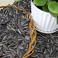 China Sunflower Seeds 5009 The Perfect Match for Your Customer Requirements for sale