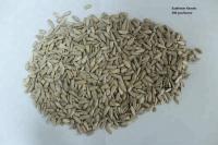 China High quality confectionery grade and barkey grade sunflower seed kernel for snack with cheap price for sale