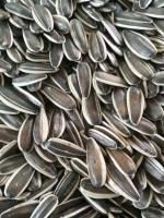 China Sunflower Seed Turkey Market Price Ukraine Chinese Raw 601 Sunflower Seed Wholesale for sale