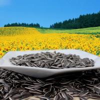 China Hot sale 361/363/5009 sunflower seeds with cheap price in 2025 from factories in China for sale