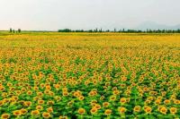 China Li Niuniu factory factory price wholesale bulk sunflower seeds 363 361 601 5009 for sale