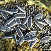 China Delicious Salted Roasted Sunflower Seeds 5009 for Your Snacking Pleasure for sale