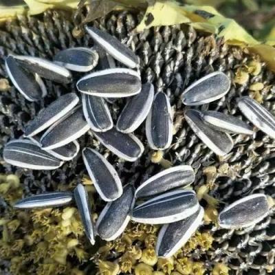 China Delicious Salted Roasted Sunflower Seeds 5009 for Your Snacking Pleasure for sale