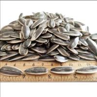 China Enhance Your Snacking Experience with Natural Sunflower Seeds T5 for sale