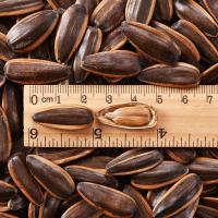 China Wholesale Nutrition Food Roasted Caramel Flavor Sunflower Seeds High Quality Export Sunflower Kernels for sale
