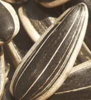 China wholesale factory supplier raw sunflower seeds 601 good quality Amazon’s best-selling products for sale