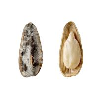 China Amazon hot selling factory wholesale bulk and bag sea salt sunflower seeds for sale