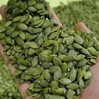 China wholesale corp pumpkin seeds and pumpkin seeds kernels with cheap price form China factory for sale