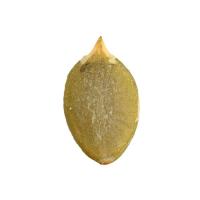 China Amazon hot sale wholesale Best quality and cheapest price grade AAA/AA/A pumpkin seeds kernel in China for sale