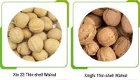 China Lowest Price Wholesale Factory Price Xinjiang Xingfu Washed and Unwashed walnuts for sale