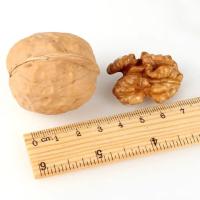 China China wholesale XinJiang 185 33 xiner xinfeng xingfu walnuts in shell with extra light walnut prices for sale