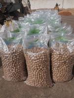 China Wholesale Xinjiang 185 paper walnuts/33 walnuts/xin2 walnuts/xingfu walnuts with cheap price for sale