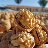 China Chinese Supplier Raw Xinjiang 185 Walnut Light Amber Color In Shell Wholesale Price For Sale for sale