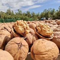 China Walnut supplier origin direct direct price concession support ODM/OEM xin33 for sale