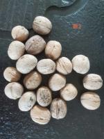 China Wholesale Walnuts in shell all natural product good quality supplier walnuts for sale for sale