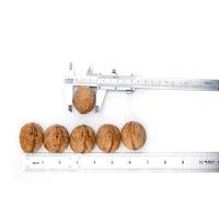 China China Bulk New Crop Hot Sale In Turkey Wal2023 China Bulk New Crop Hot Sale In Turkey Walnuts Kernel Halves Pricenuts Kernel Halves ELH Low Price for sale