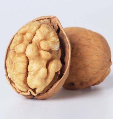 China Walnut Chinan Manufacturer Xin2 walnut In shell Best Price Delicious Light Brown Top Grade Amazon’s best-selling products for sale
