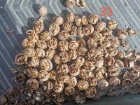 China Amazon hot sale Factory direct sales 185/33/xin2/xingfu walnut and walnut kernels with best quality for sale