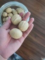 China Amazon hot sale Factory direct sales 185/33/xin2/xingfu walnut and walnut kernels with best quality for sale