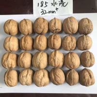 China Wholesale China walnut in shell 32mm walnuts fresh with cheap price Amazon’s best-selling products for sale