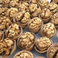 China Manufacturer bulk sale Xinjiang 185 walnuts in shelled and xin2/33 walnuts for sale