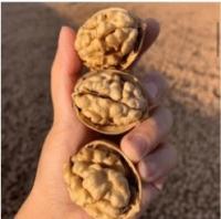 China Raw Walnut Wholesale Top Class Walnut Kernels Dried Style Walnut. for sale