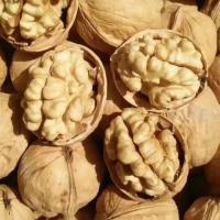 China Wholesale high-quality organic Xinjiang walnut kernel 185 paper shell walnut kernel in bulk Amazon’s best-selling products for sale