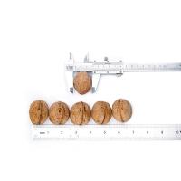 China Walnut Halves and Pieces Grown Walnuts Naturally Gluten Free No Preservatives Non-GMO Paper shell walnut 185 for sale